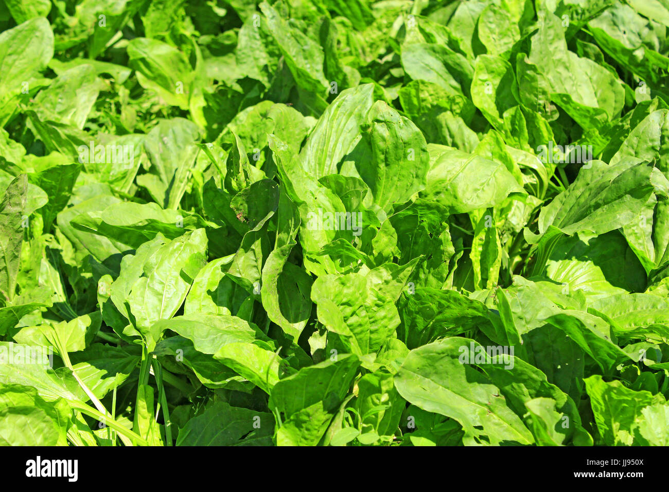 Ribwort leaves hi-res stock photography and images - Alamy