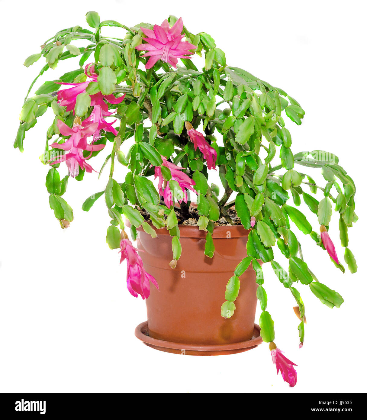 Crab cactus hi-res stock photography and images - Alamy