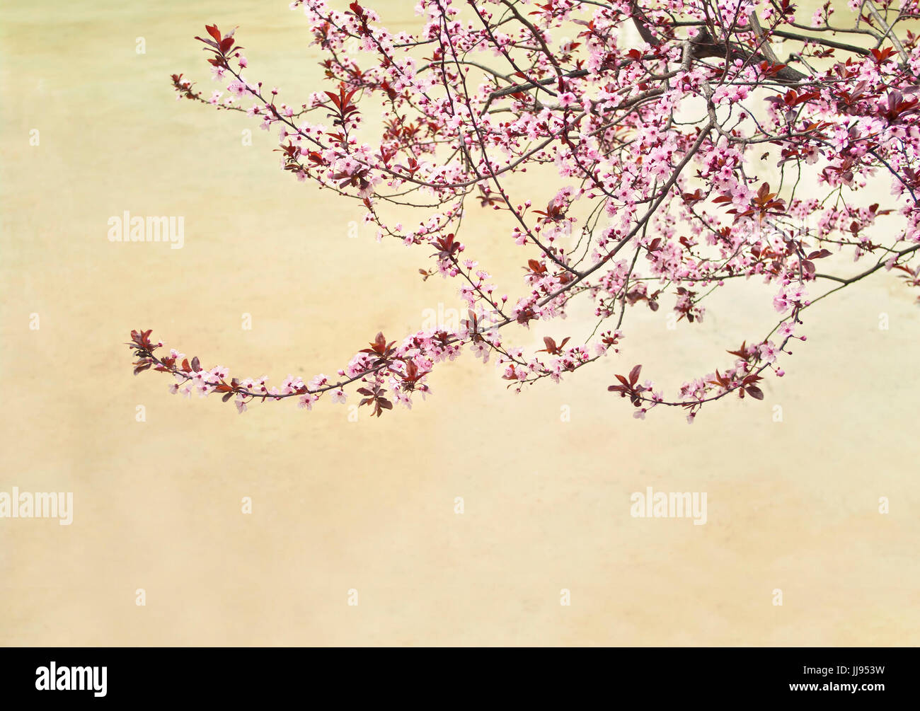 blooming cherry tree with pink flowers at lake with sandy bottom near ...