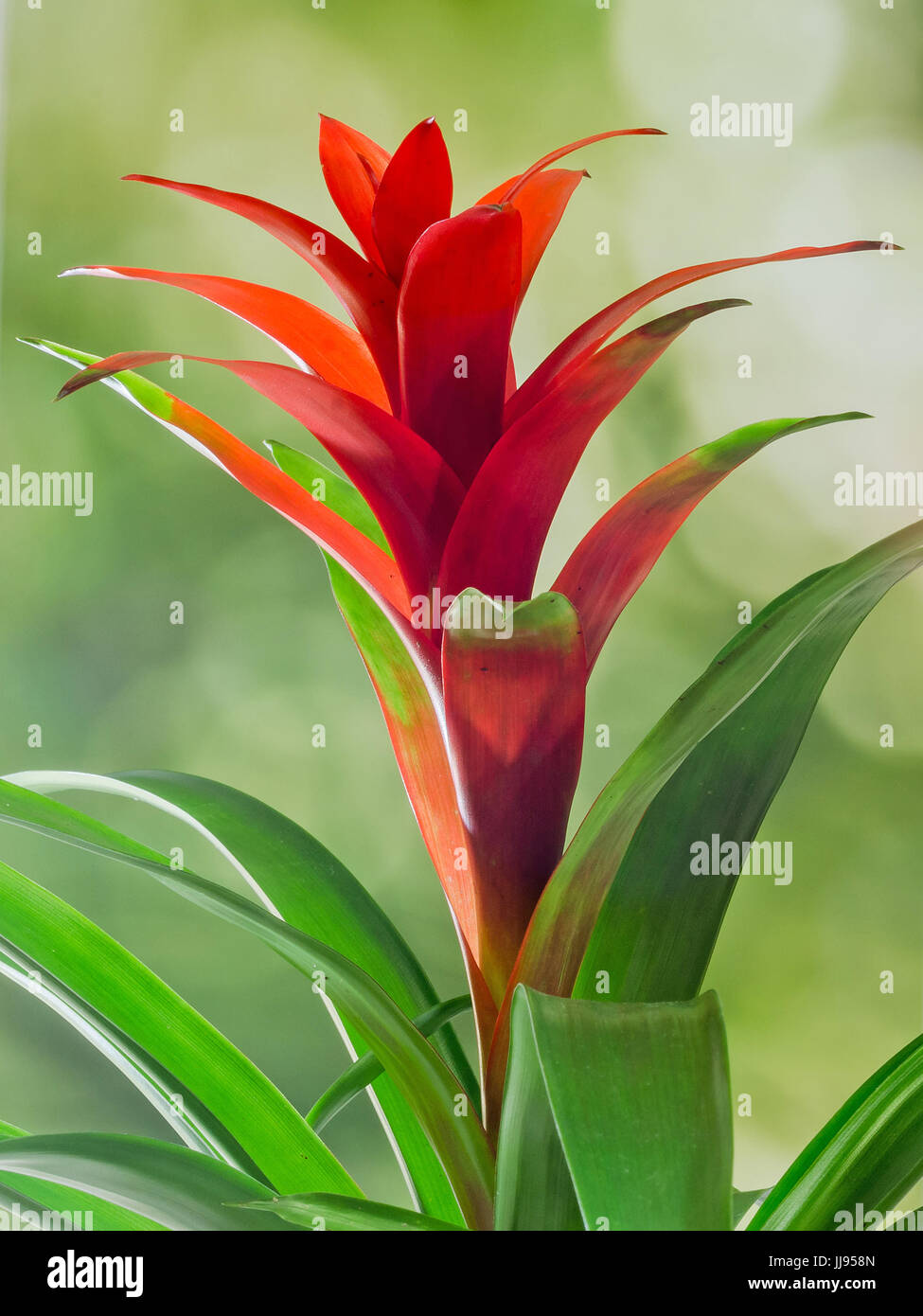 Red Guzmania flower, white background, close up. Family Bromeliaceae ...