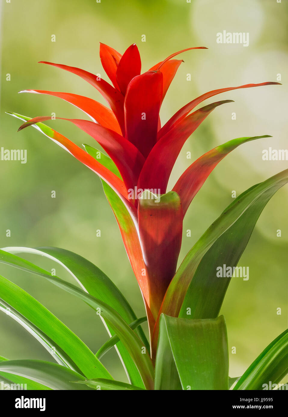 Guzmania hi-res stock photography and images - Alamy