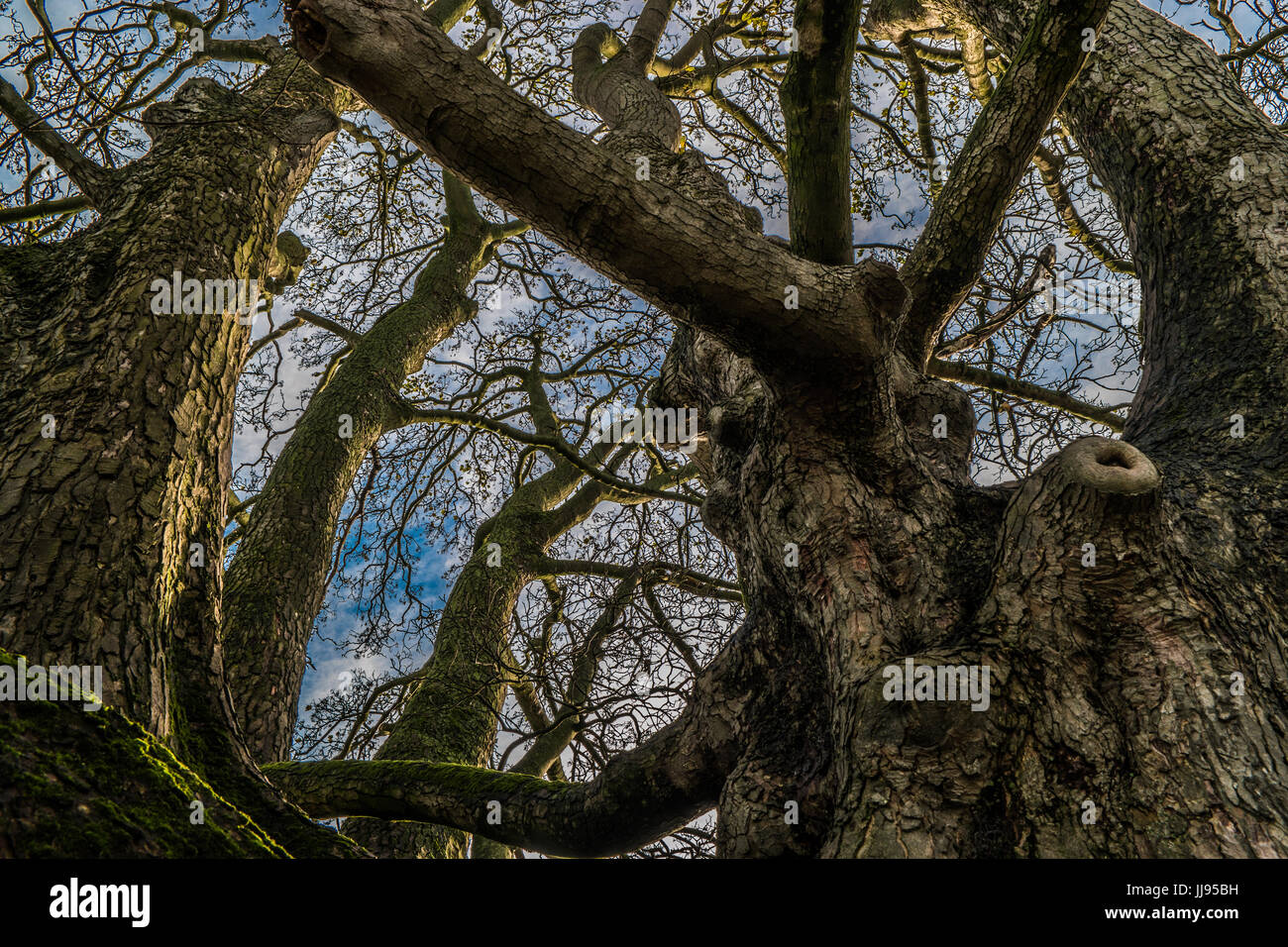 Multiple trunks tree hi-res stock photography and images - Alamy