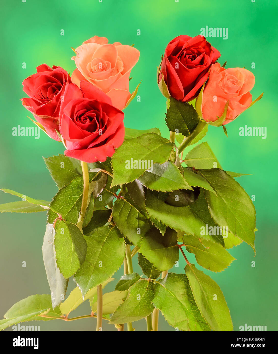 Orange and red rose flowers, close up, green background, isolated Stock ...