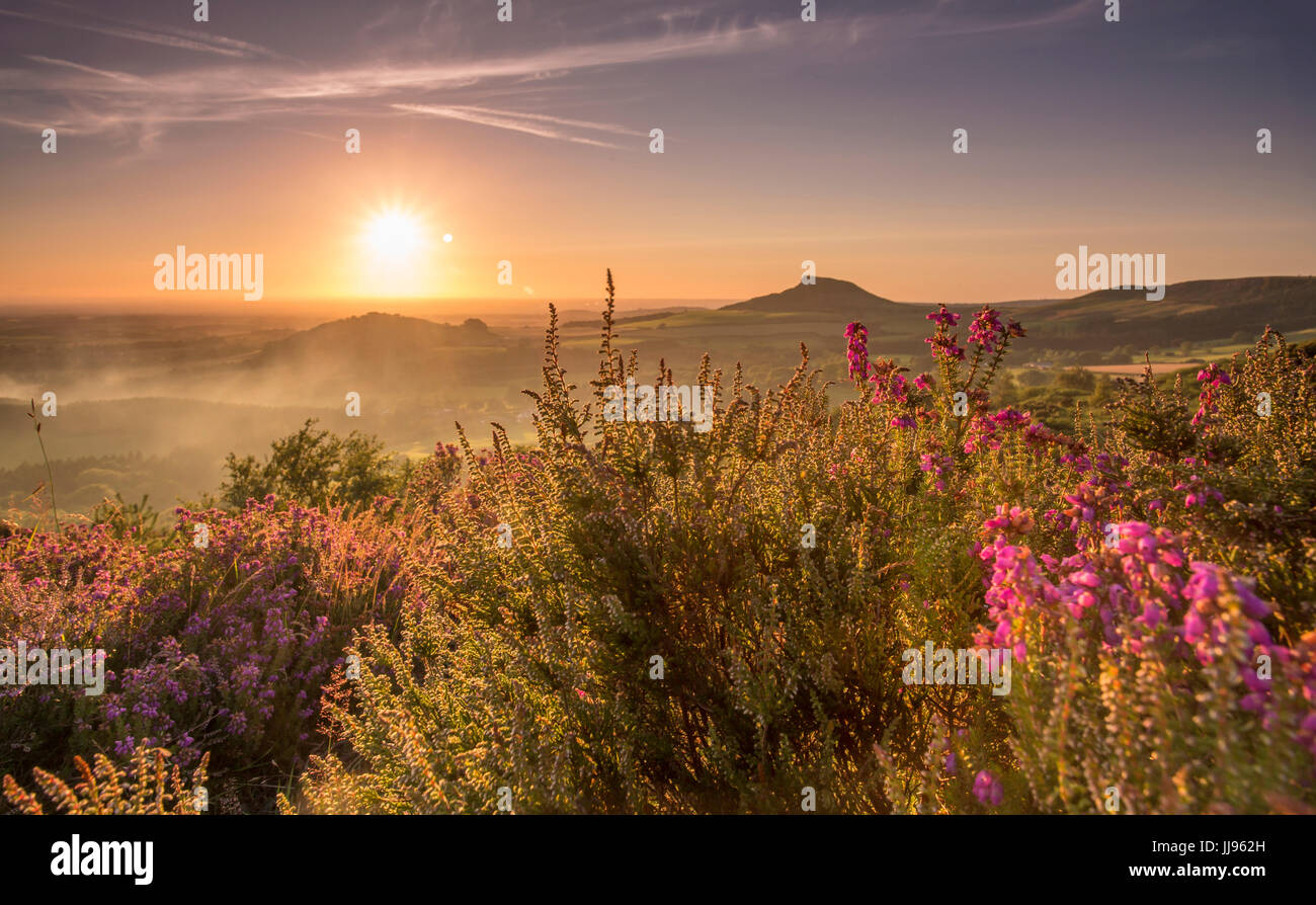 Roseberry Topping Heather Sunset Stock Photo - Alamy
