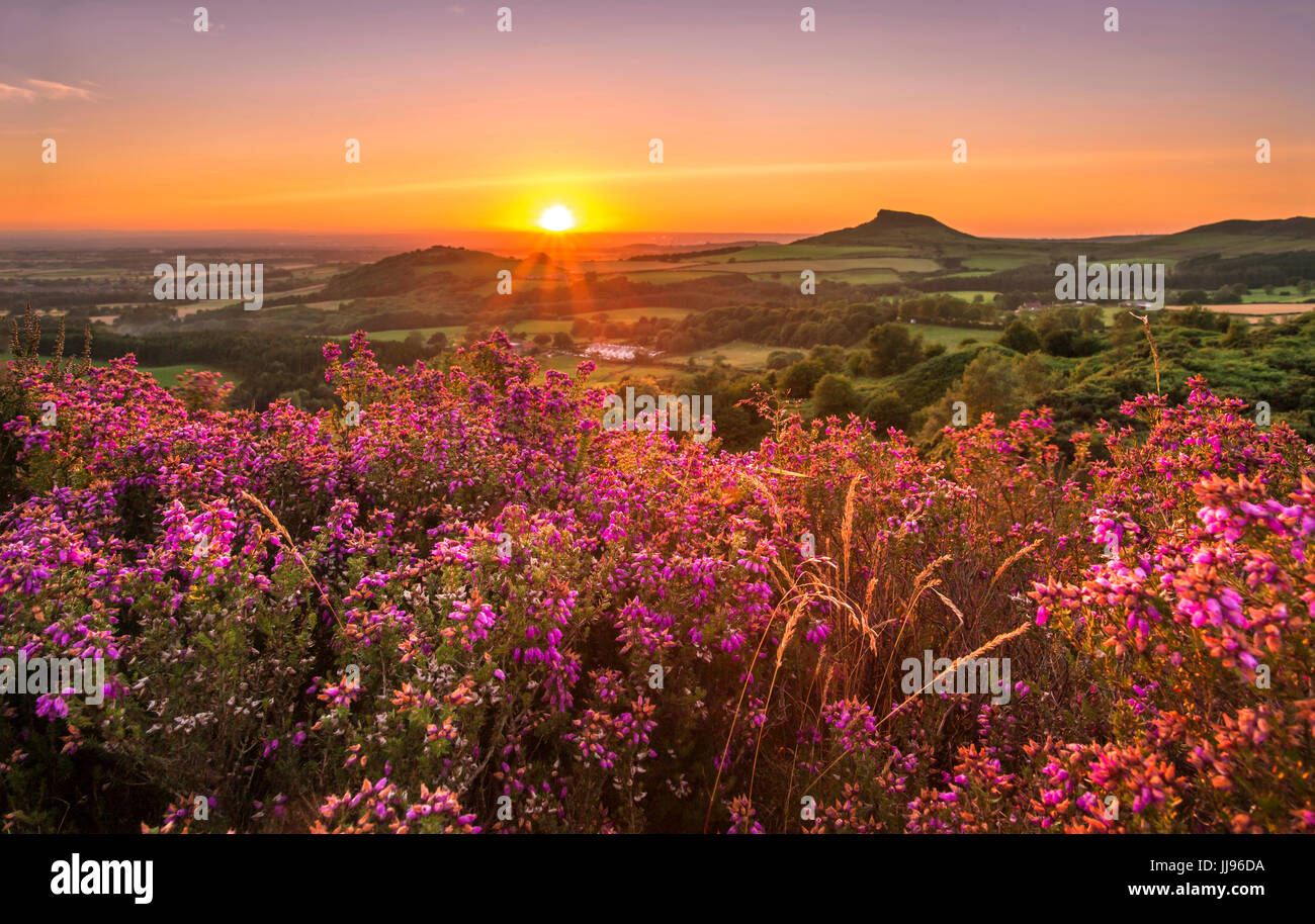 Roseberry Topping Heather Sunset Stock Photo - Alamy