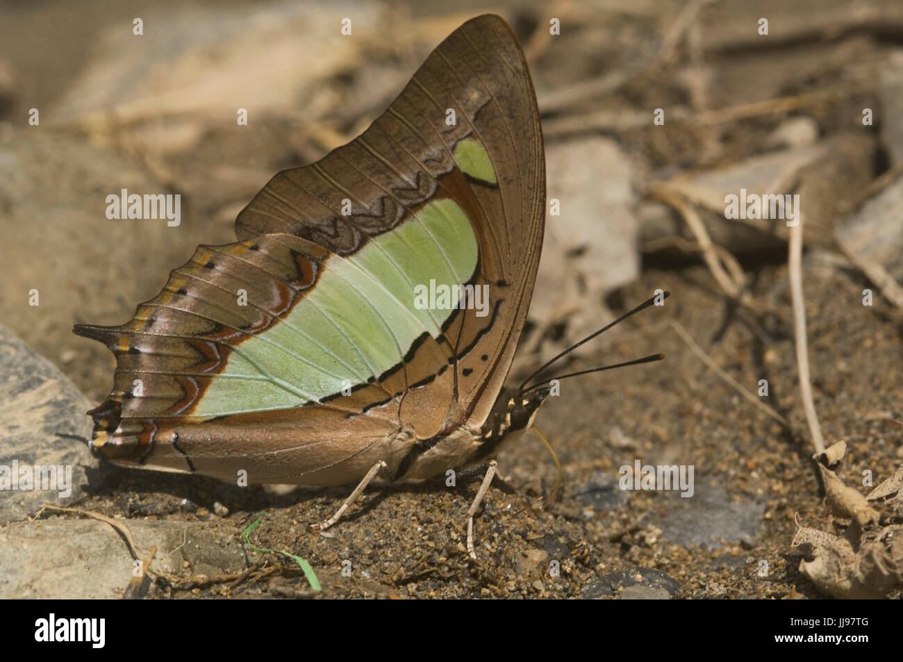 Athamas hi-res stock photography and images - Alamy