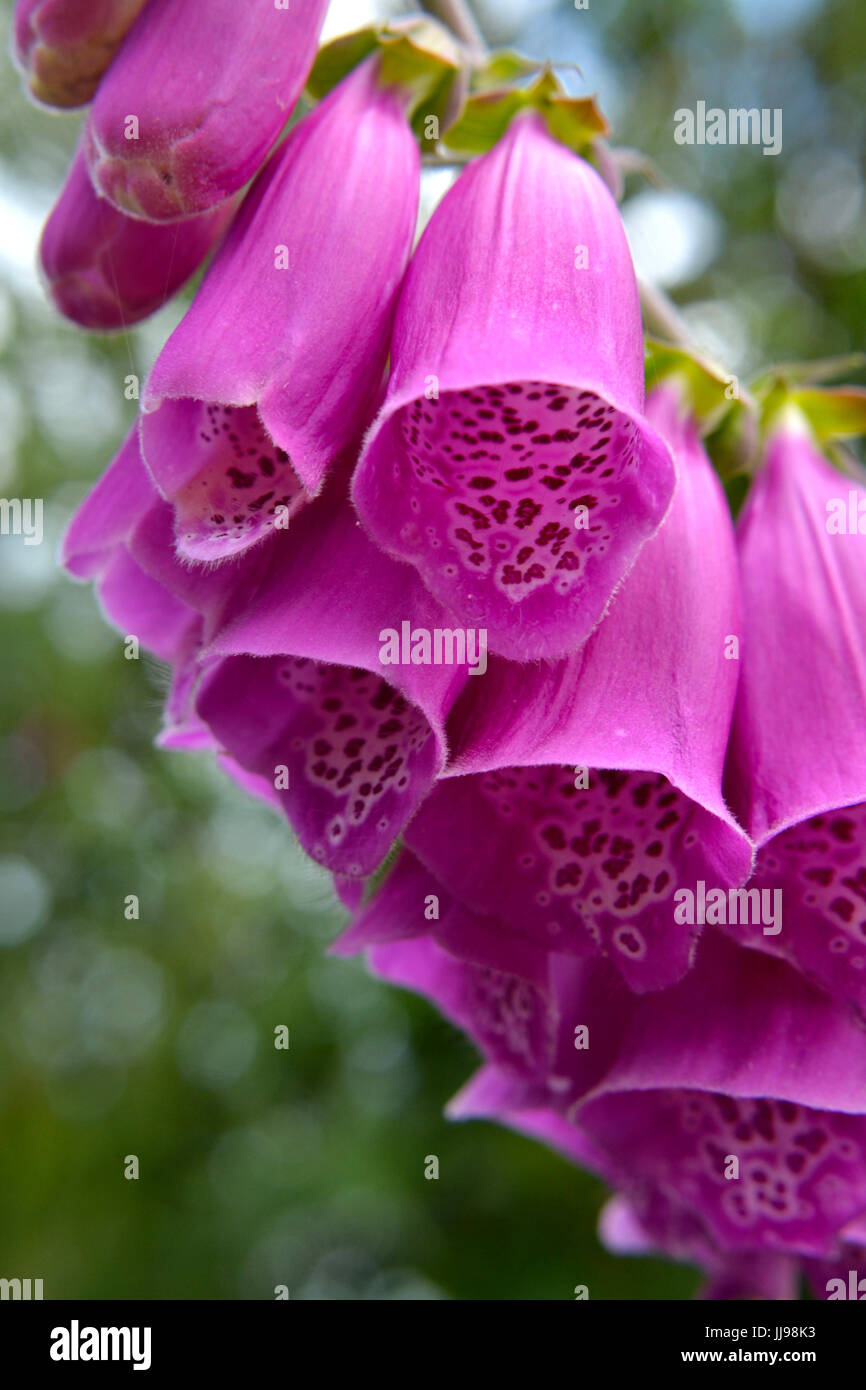 Pink Foxglove wild flower Stock Photo - Alamy