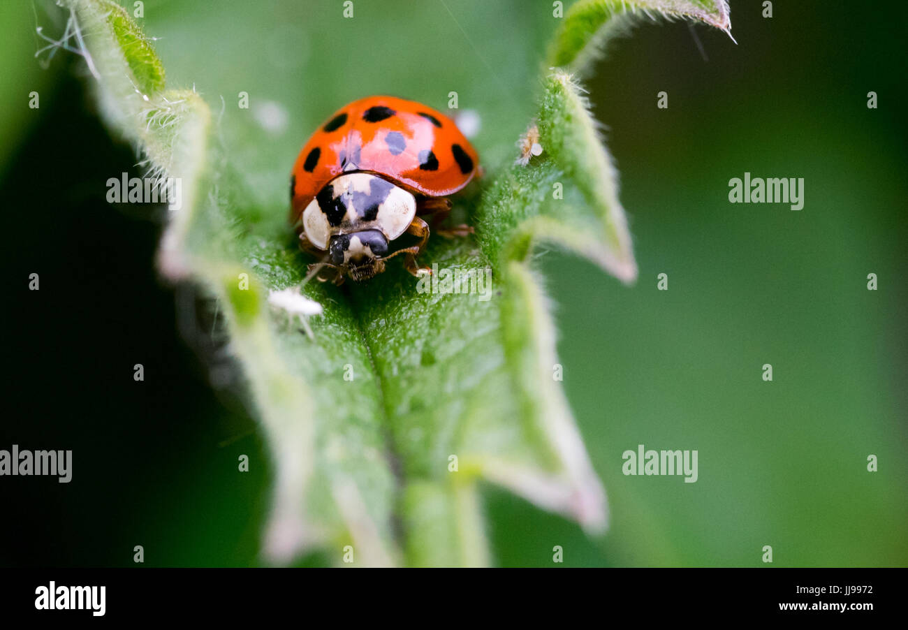 Leaf eating lady beetle hi-res stock photography and images - Alamy