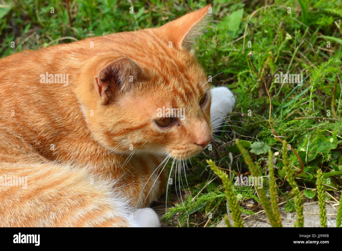Orange cat resting in the grass Stock Photo - Alamy