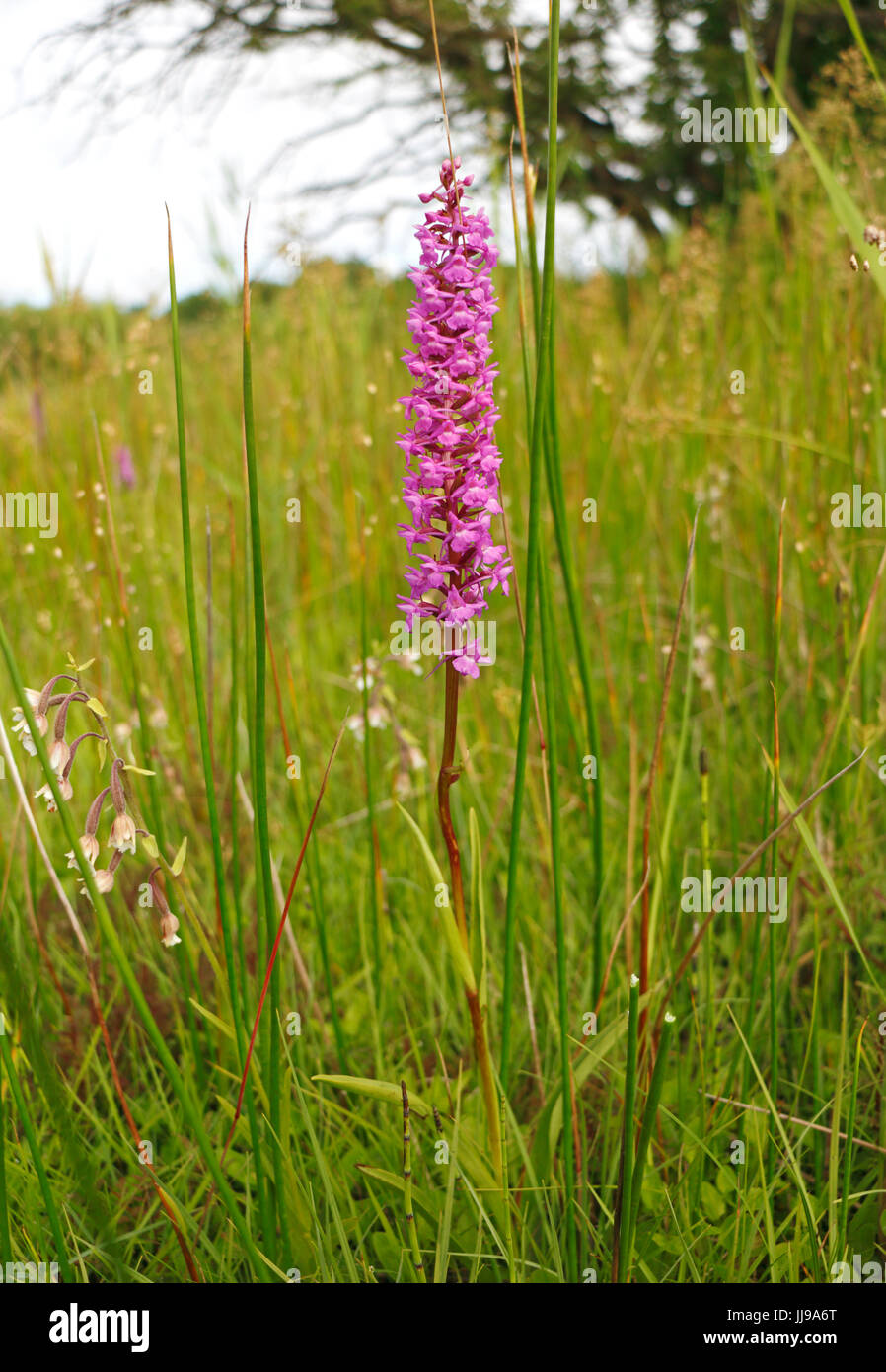 A view of a Fragrant Orchid, Gymnadenia conopsea, on Southrepps Common ...