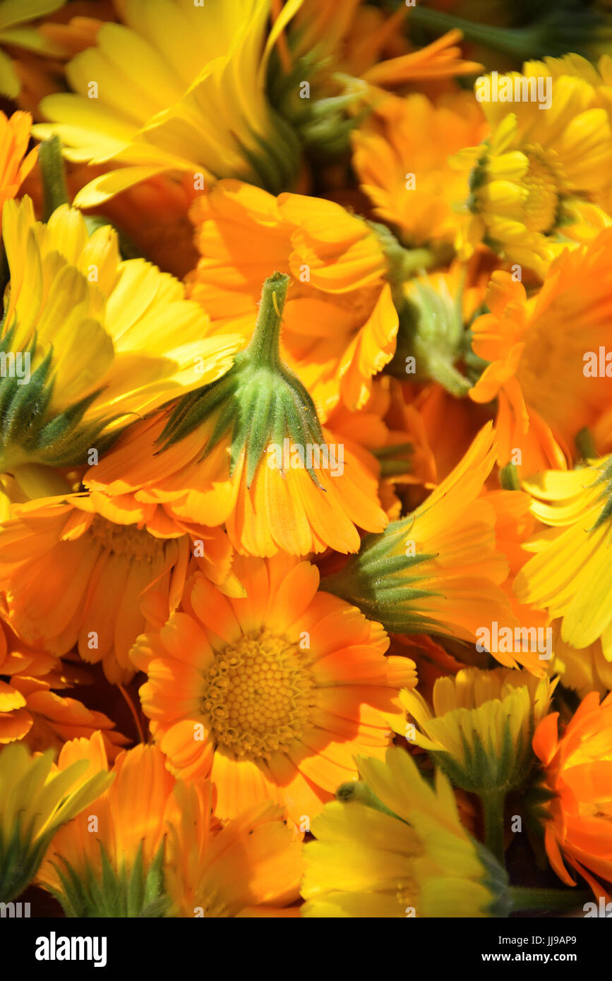 Yellow and gold marigold flowers in the sunlight, can be used for ...