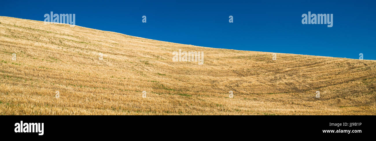 Wheat field cropped background texture Stock Photo - Alamy