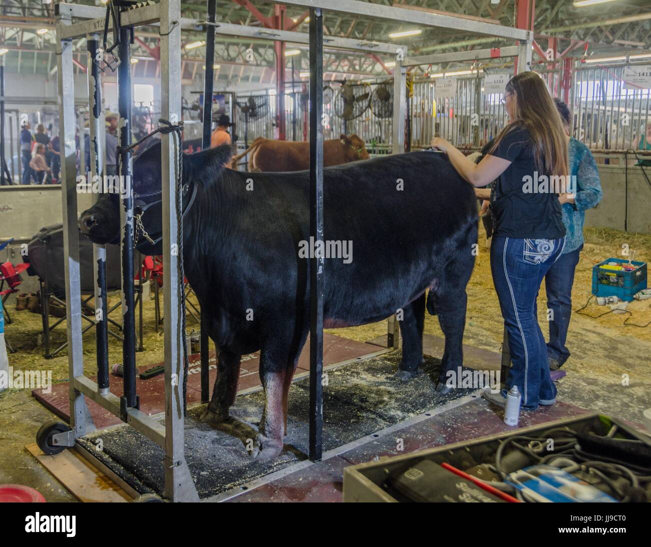 Champion steer hi-res stock photography and images - Alamy