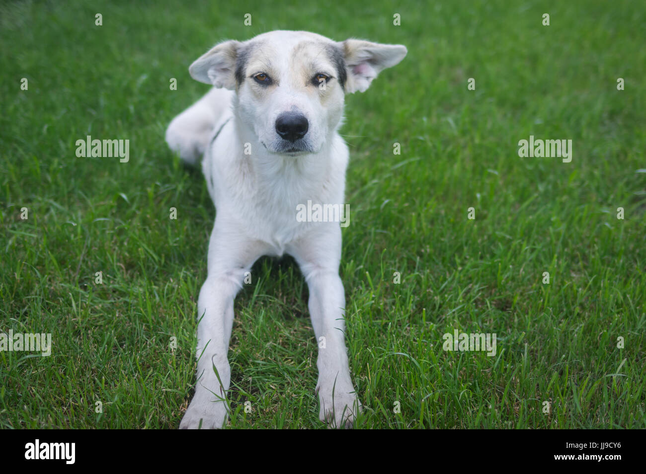 Outdoor portrait of cross-breed of hunting and northern dog lying on a ...