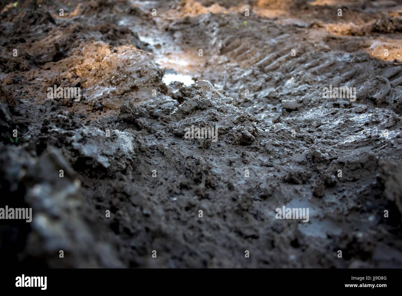 Dirt track in forest Stock Photo - Alamy
