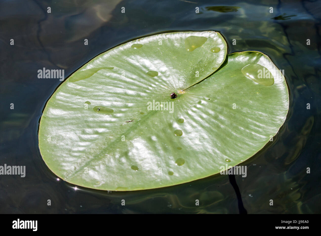 water lily leave Stock Photo - Alamy