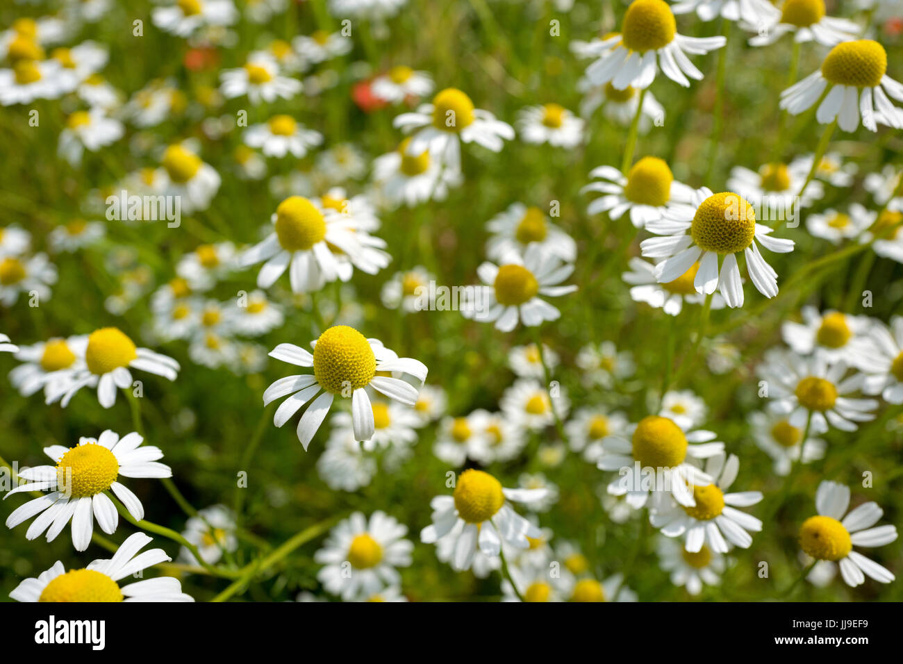 White matricaria flowers on hi-res stock photography and images - Alamy