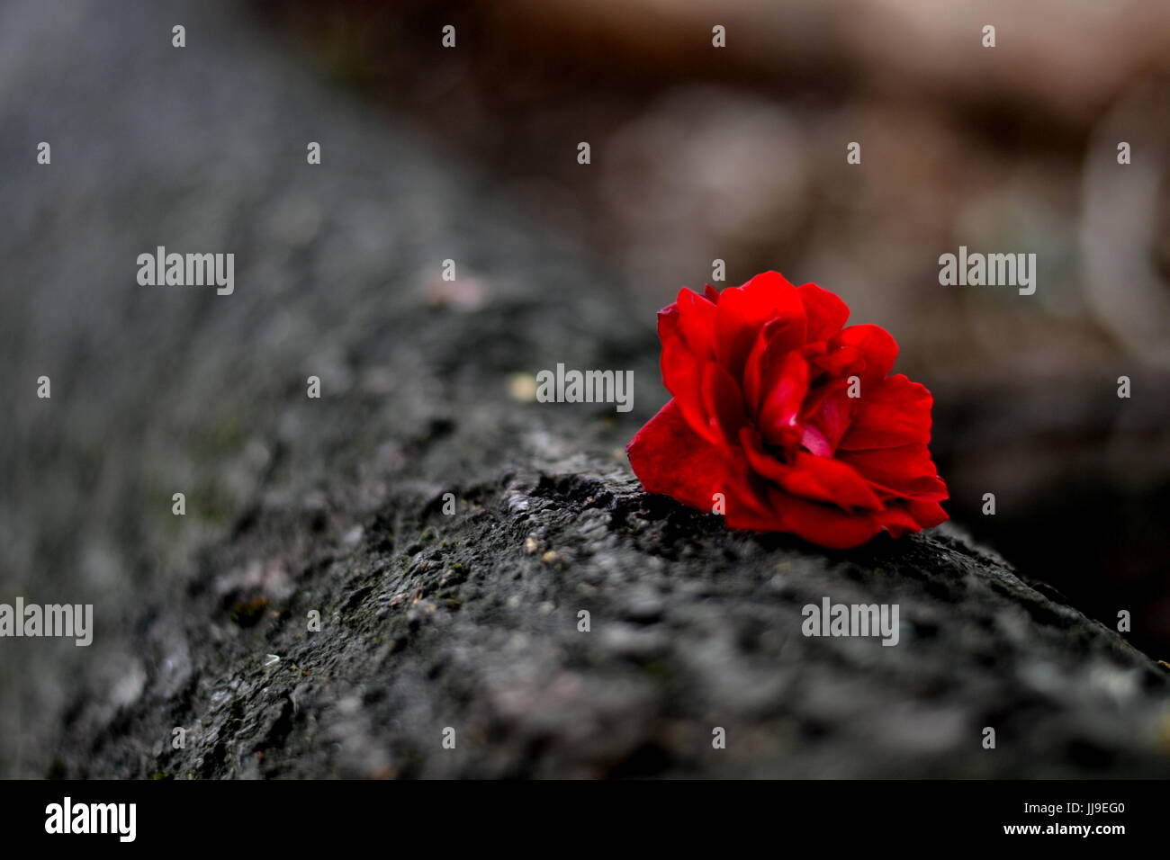 Roseontree hi-res stock photography and images - Alamy