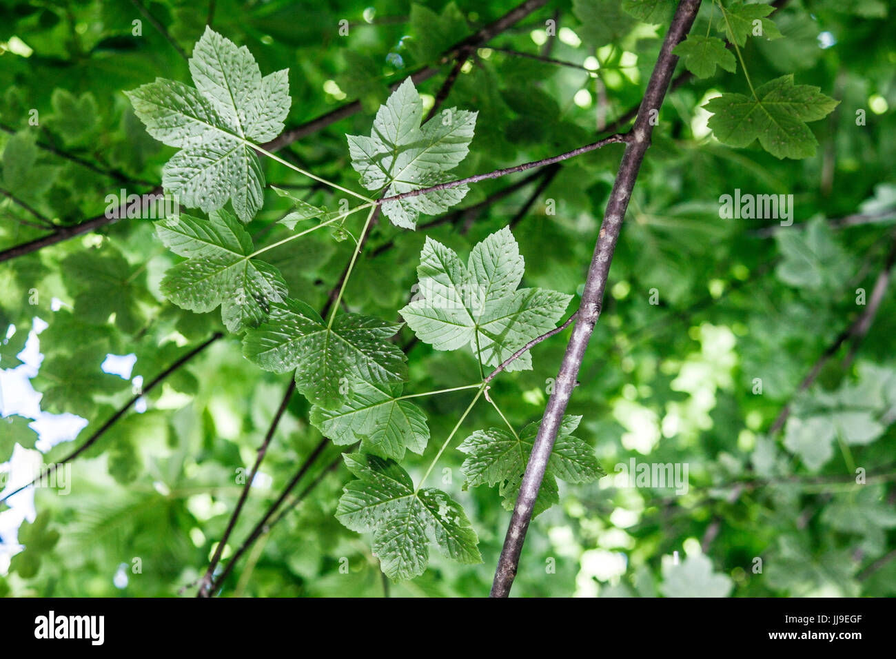 tree with leaves texture Stock Photo - Alamy