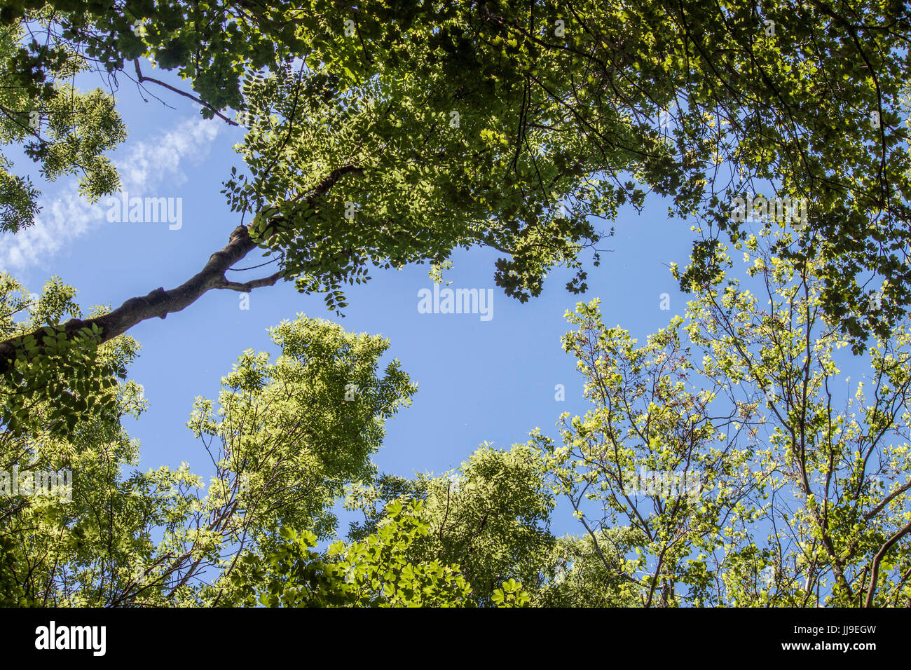 tree top blue sky Stock Photo - Alamy