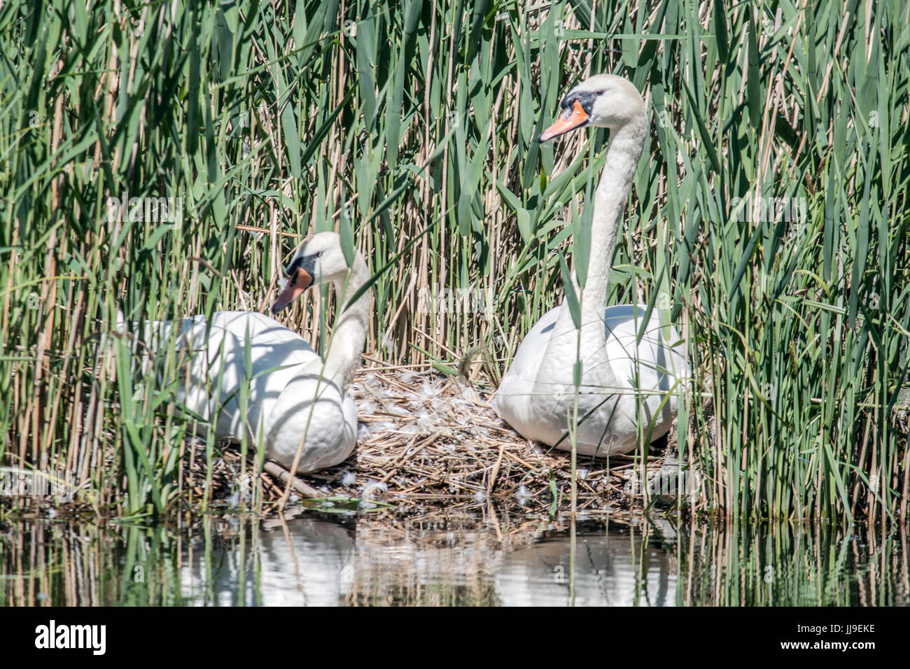 swans in the reed water Stock Photo - Alamy