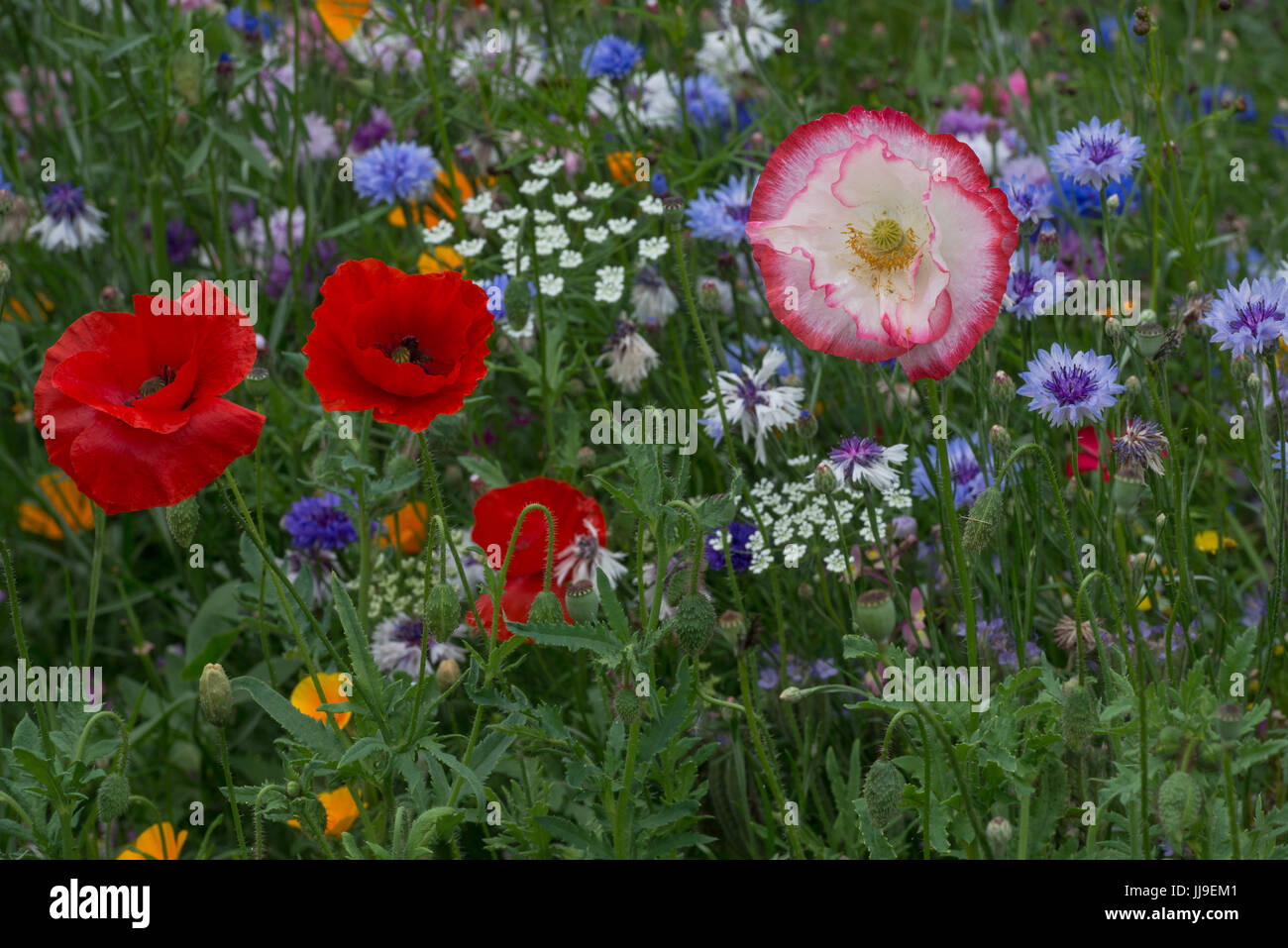English summer meadow hi-res stock photography and images - Alamy