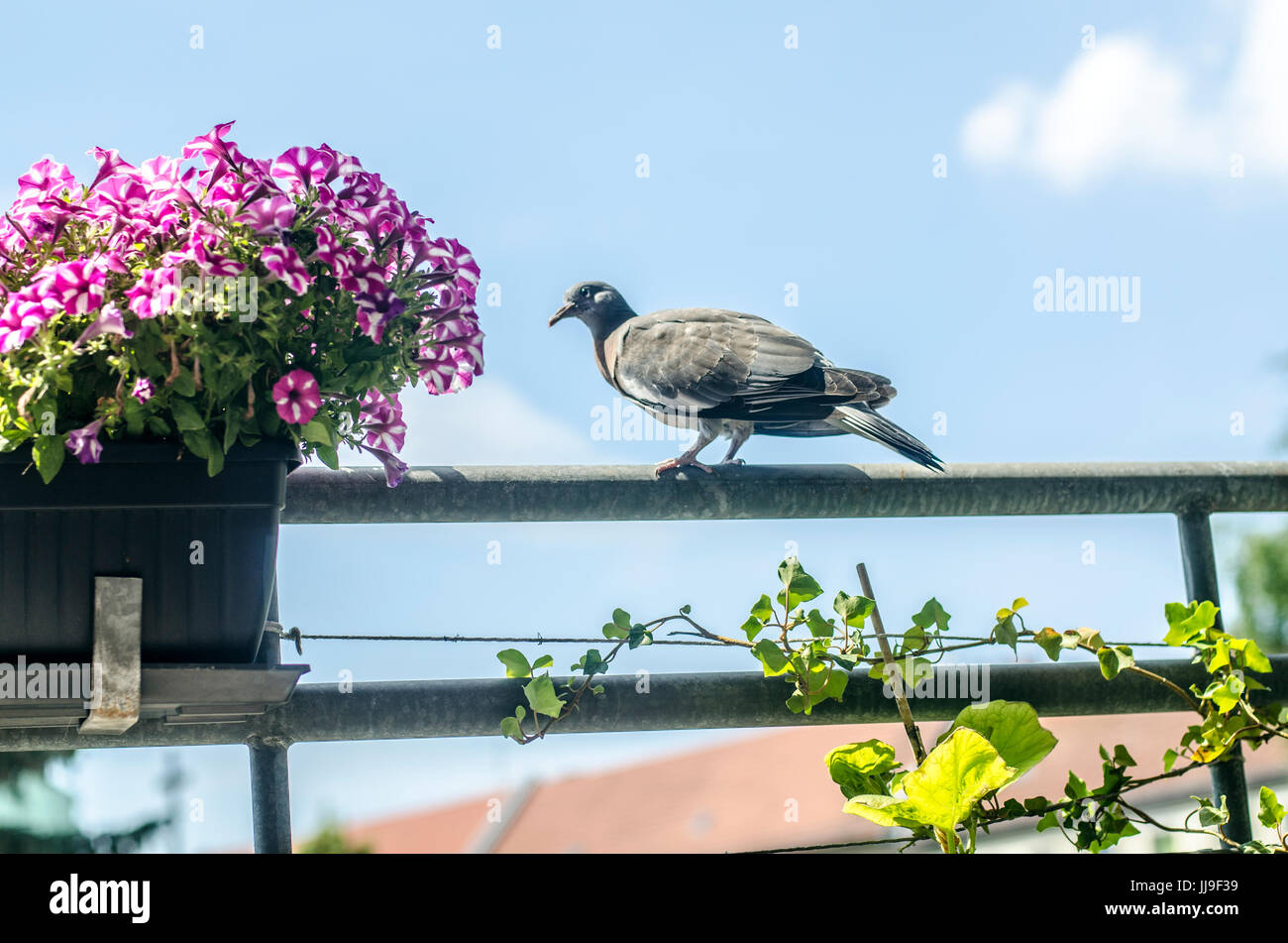 Bird on balcony Stock Photo - Alamy