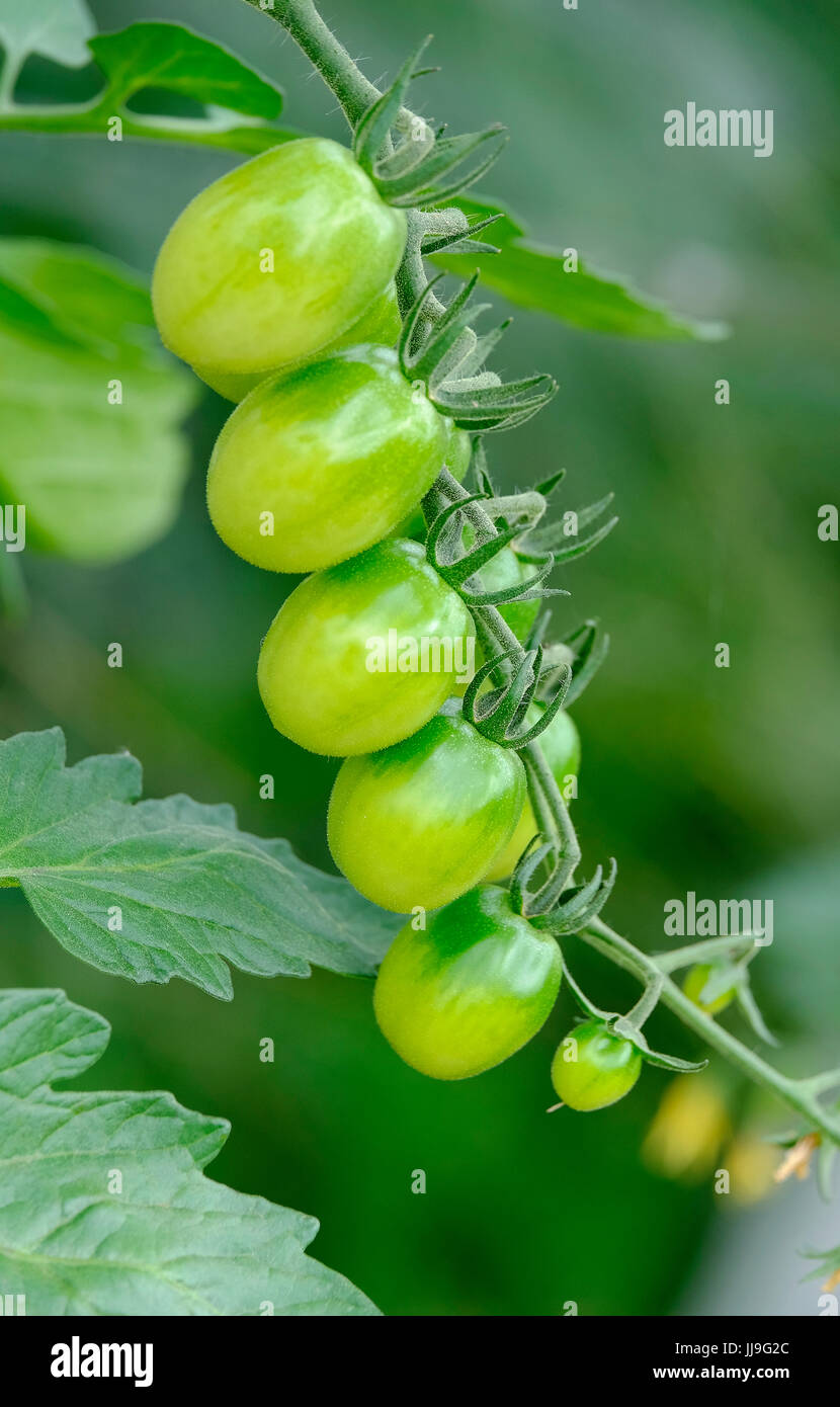 Greenhouse tomatoes england hi-res stock photography and images - Alamy