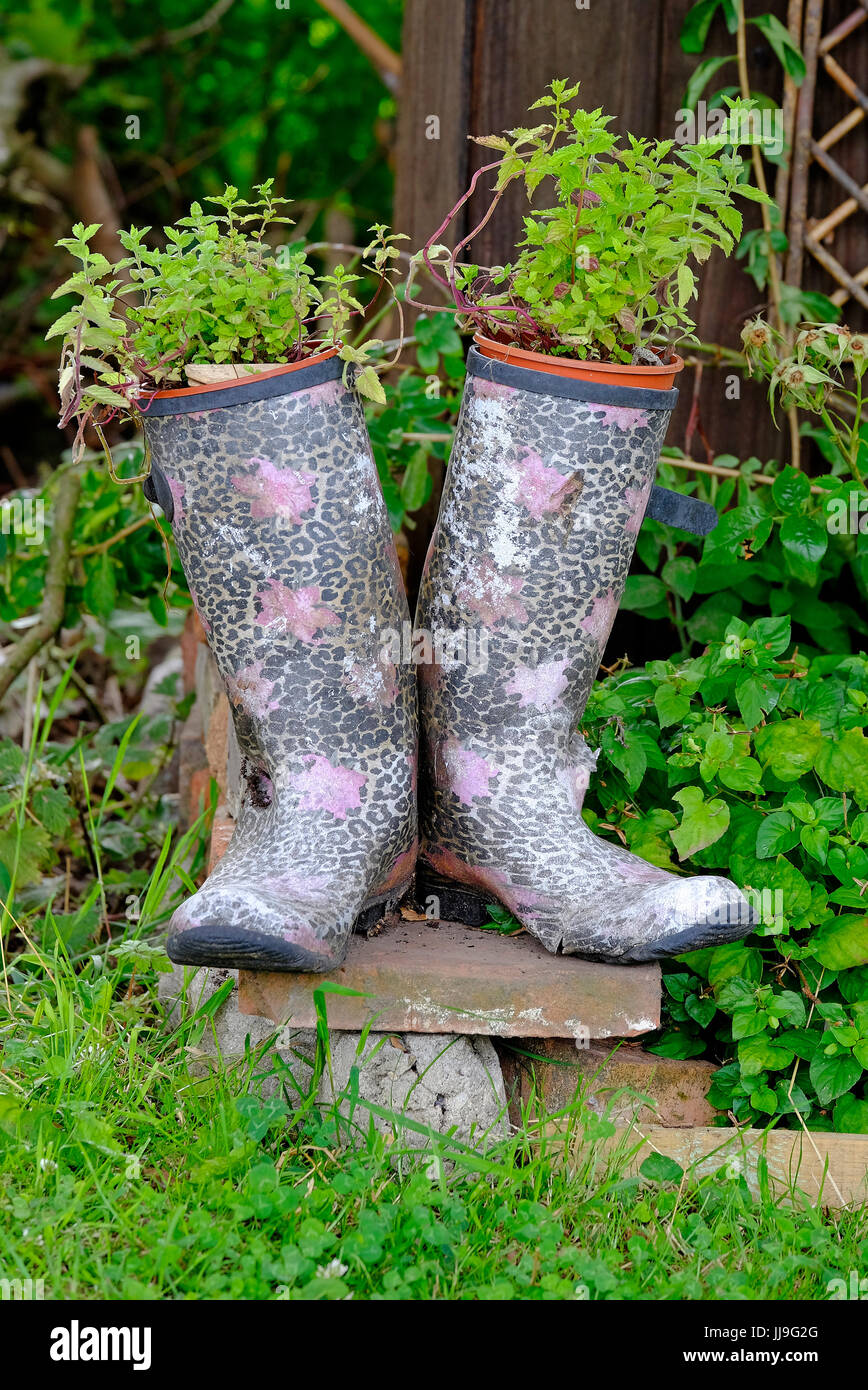 Plants in boots hi-res stock photography and images - Alamy