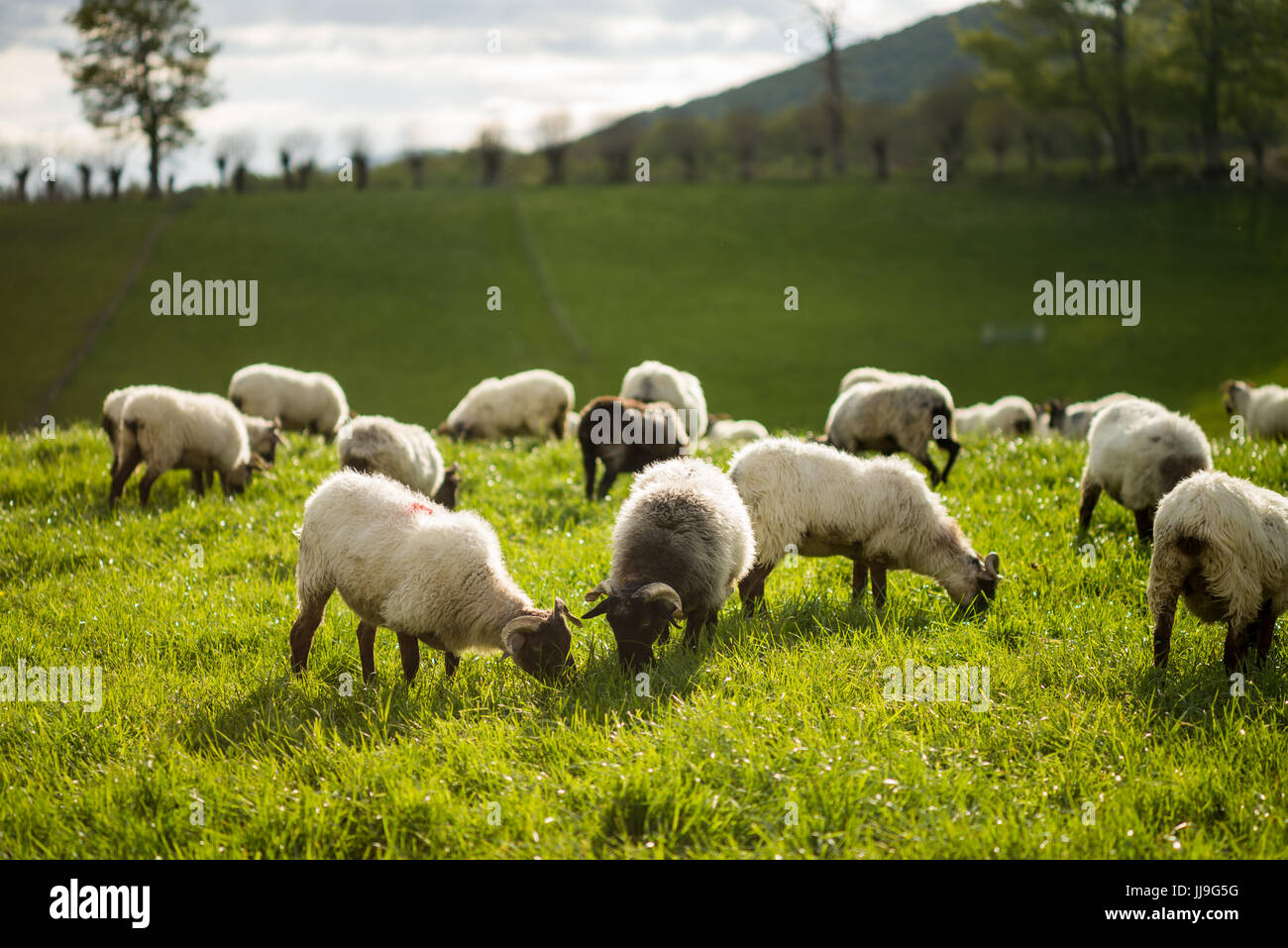 Livestock sheep roncesvalles hi-res stock photography and images - Alamy