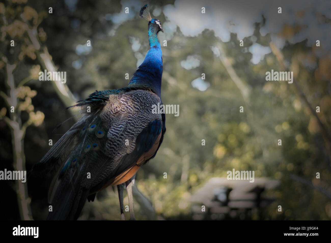 Female Peacock High Resolution Stock Photography and Images - Alamy