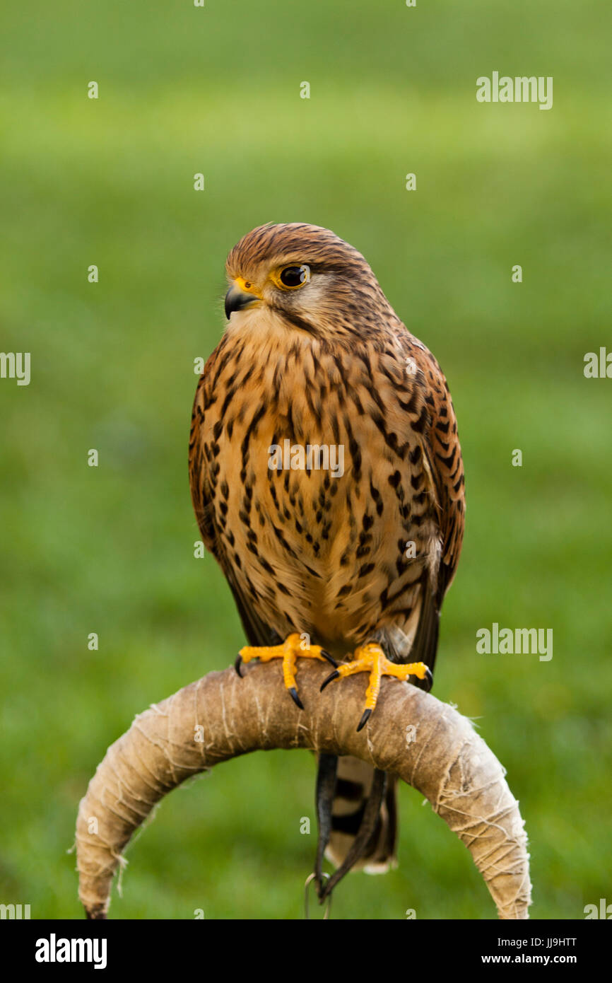 kestrel bird with green background Stock Photo - Alamy