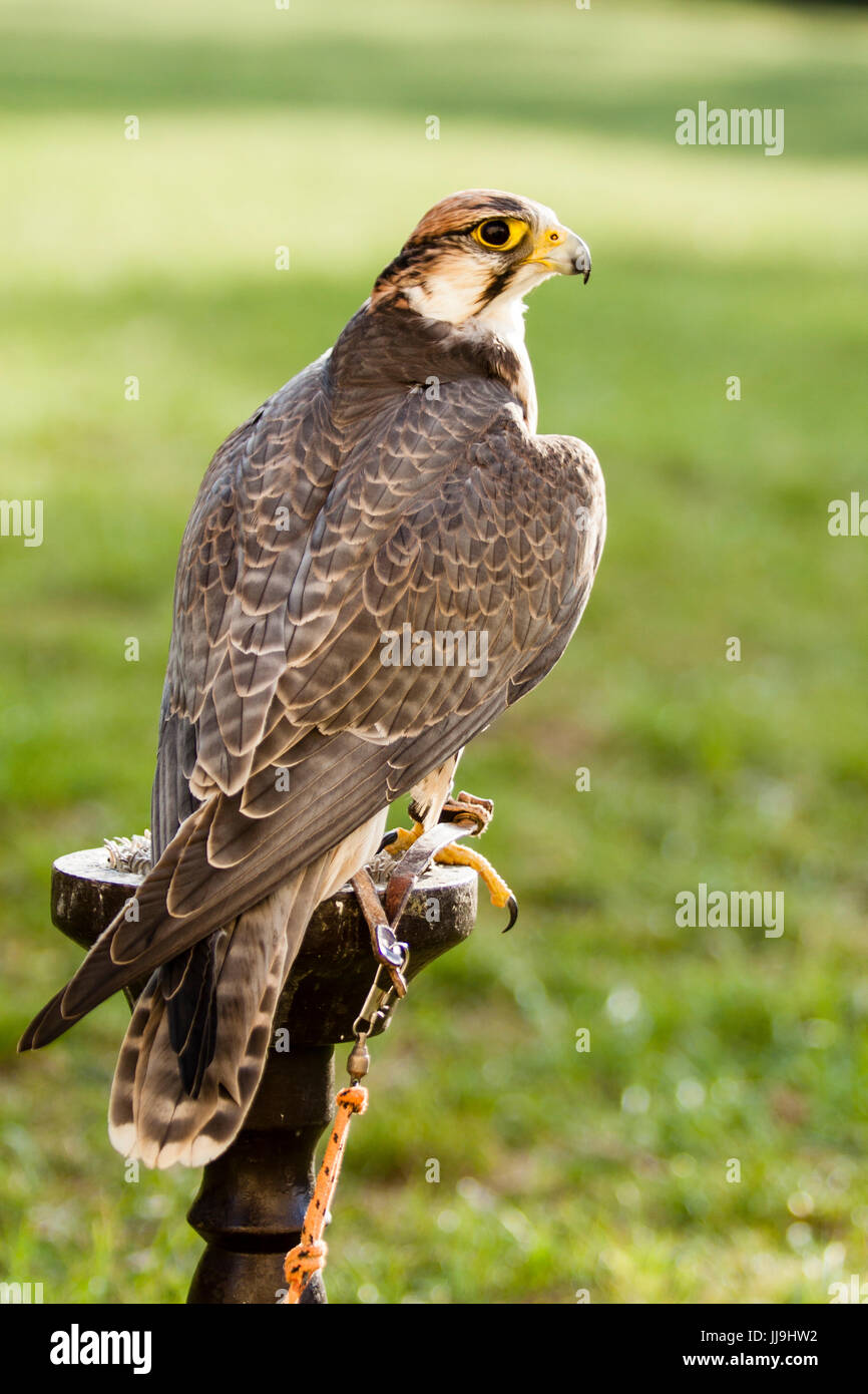 falcon bird - with green background Stock Photo - Alamy