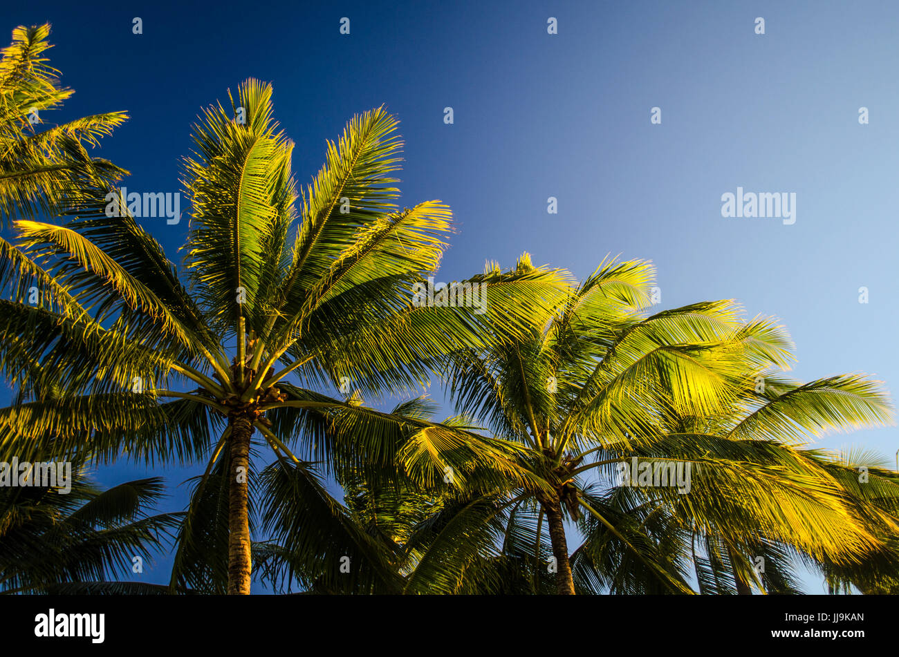 Coconut palm cocos nucifera close up hi-res stock photography and ...