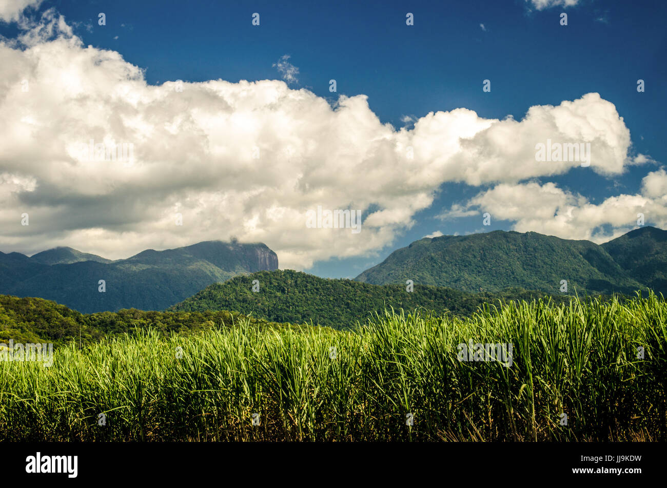 Daintree rain forest hi-res stock photography and images - Alamy