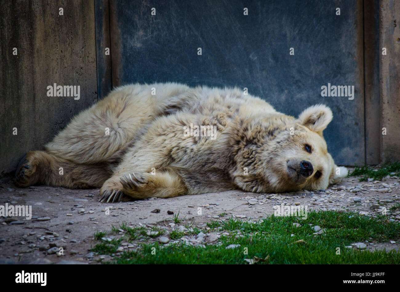 Closeup sleeping brown bear hi-res stock photography and images - Alamy