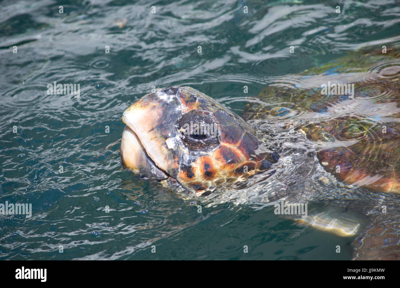 Turtle head above water hi-res stock photography and images - Alamy