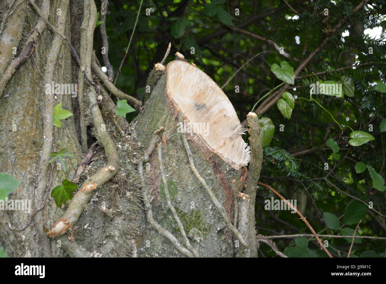 Tree limb cut rings hi-res stock photography and images - Alamy