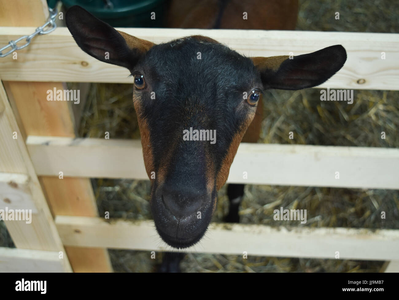 Goat looking through a fence Stock Photo - Alamy