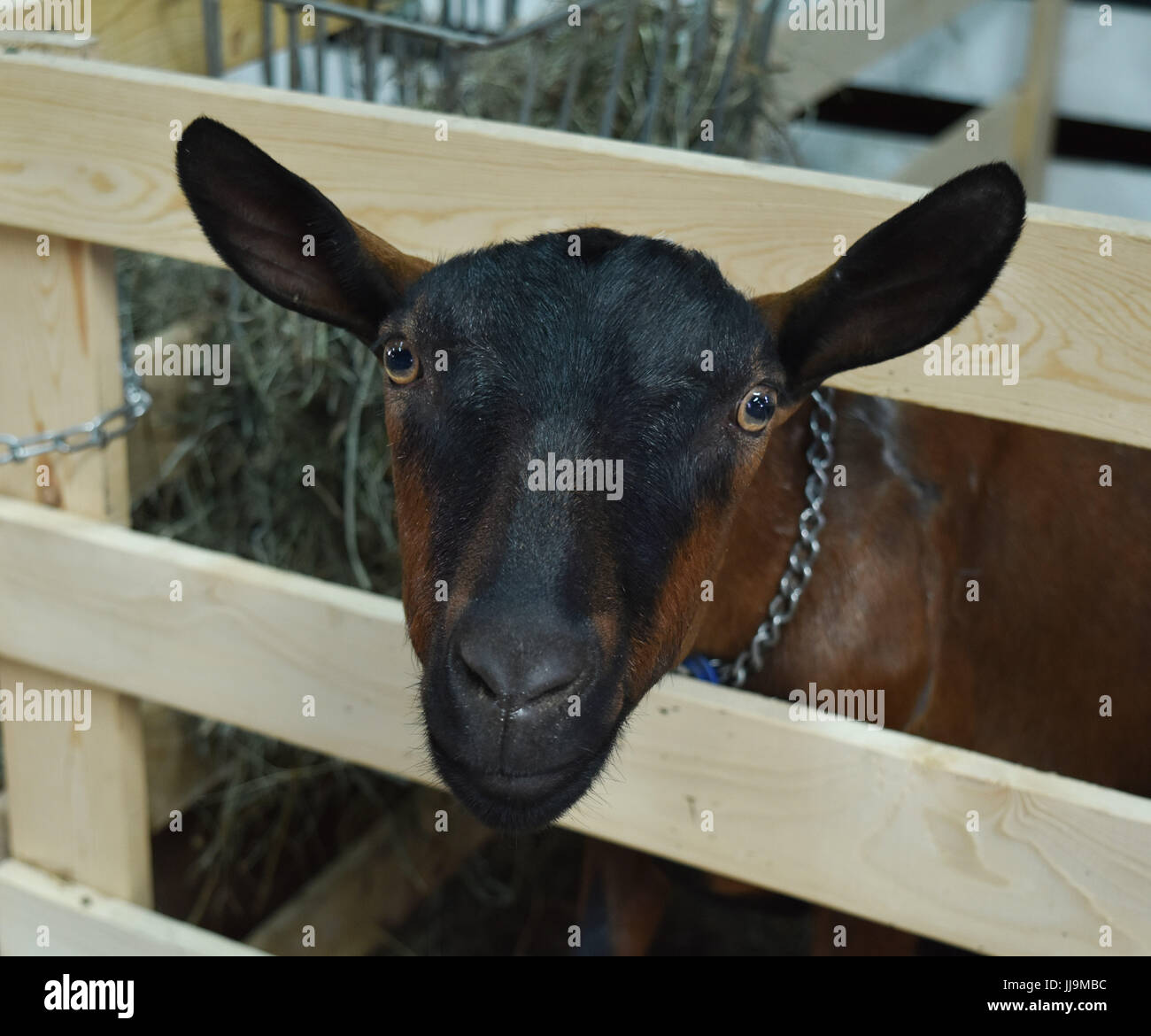 Goat looking through a fence Stock Photo - Alamy
