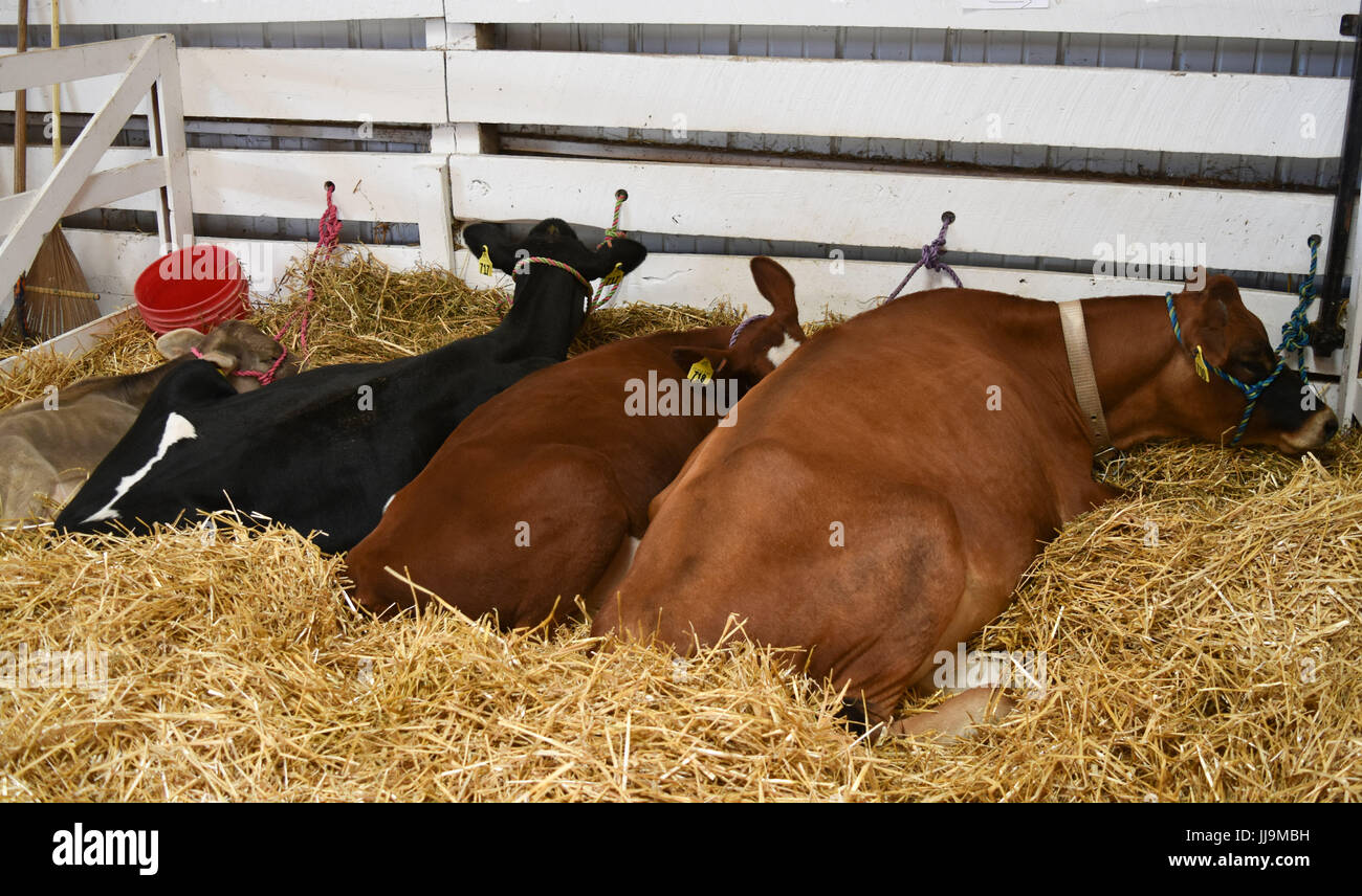 Cows resting in a barn Stock Photo - Alamy