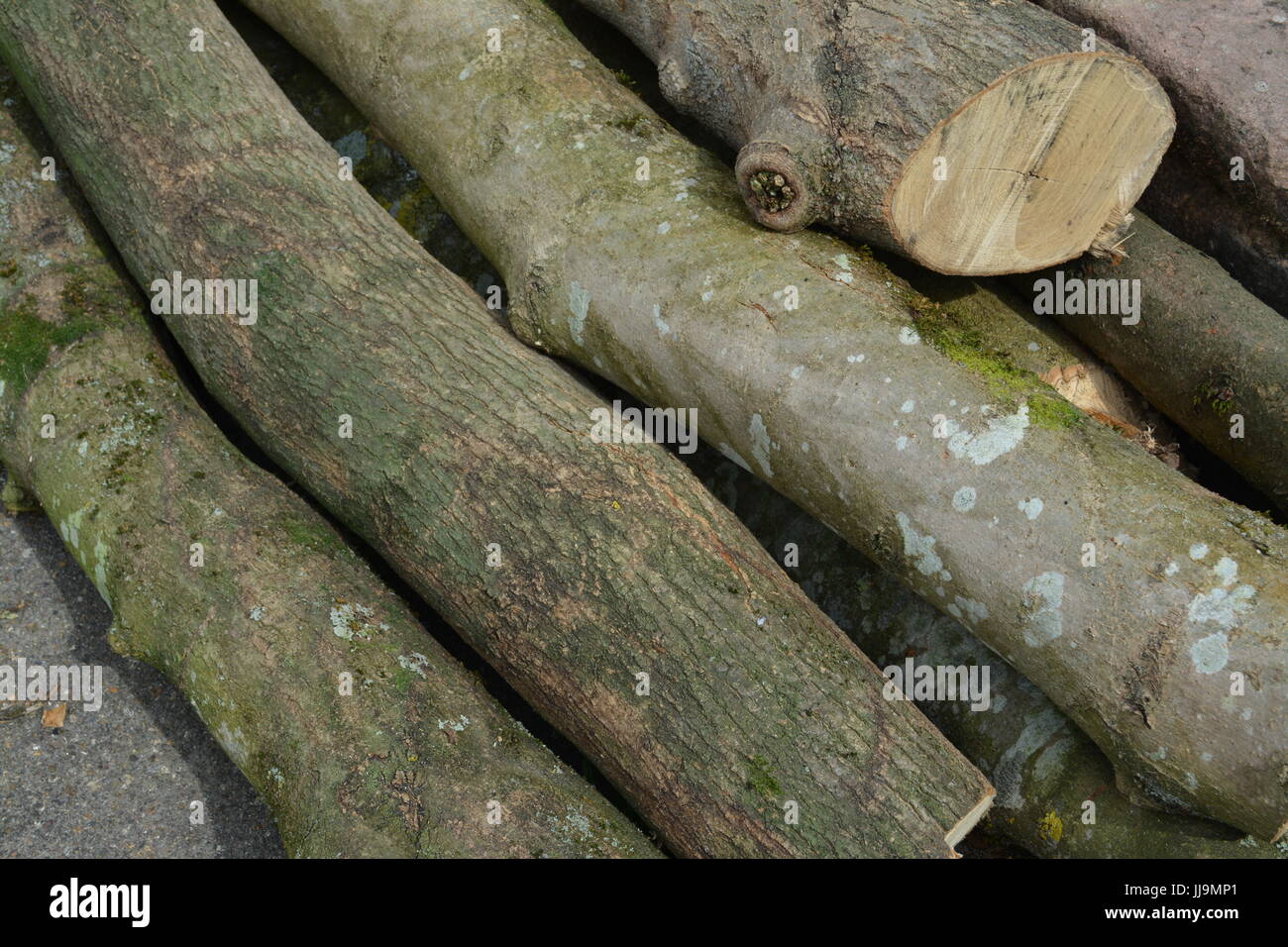 Drying Timber High Resolution Stock Photography and Images - Alamy