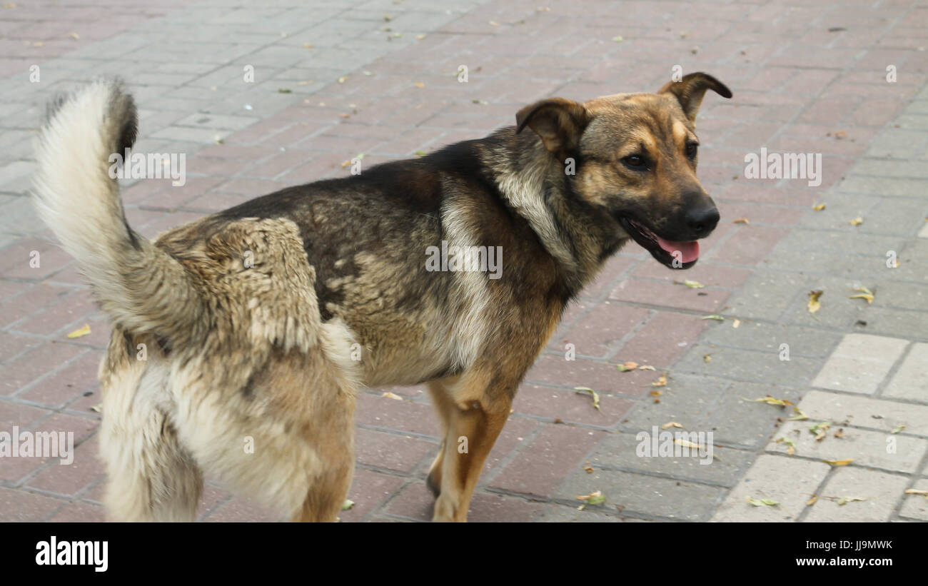 portraits of an old brown fur homeless dog under morning sunlight on ...
