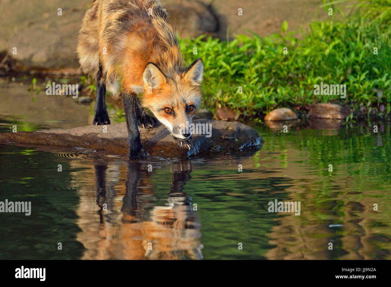 Red fox (Vulpes vulpes) captive, Minnesota Wildlife Connection ...
