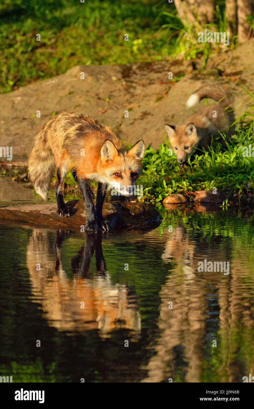 Red fox (Vulpes vulpes) captive raised adult and kits, Minnesota ...