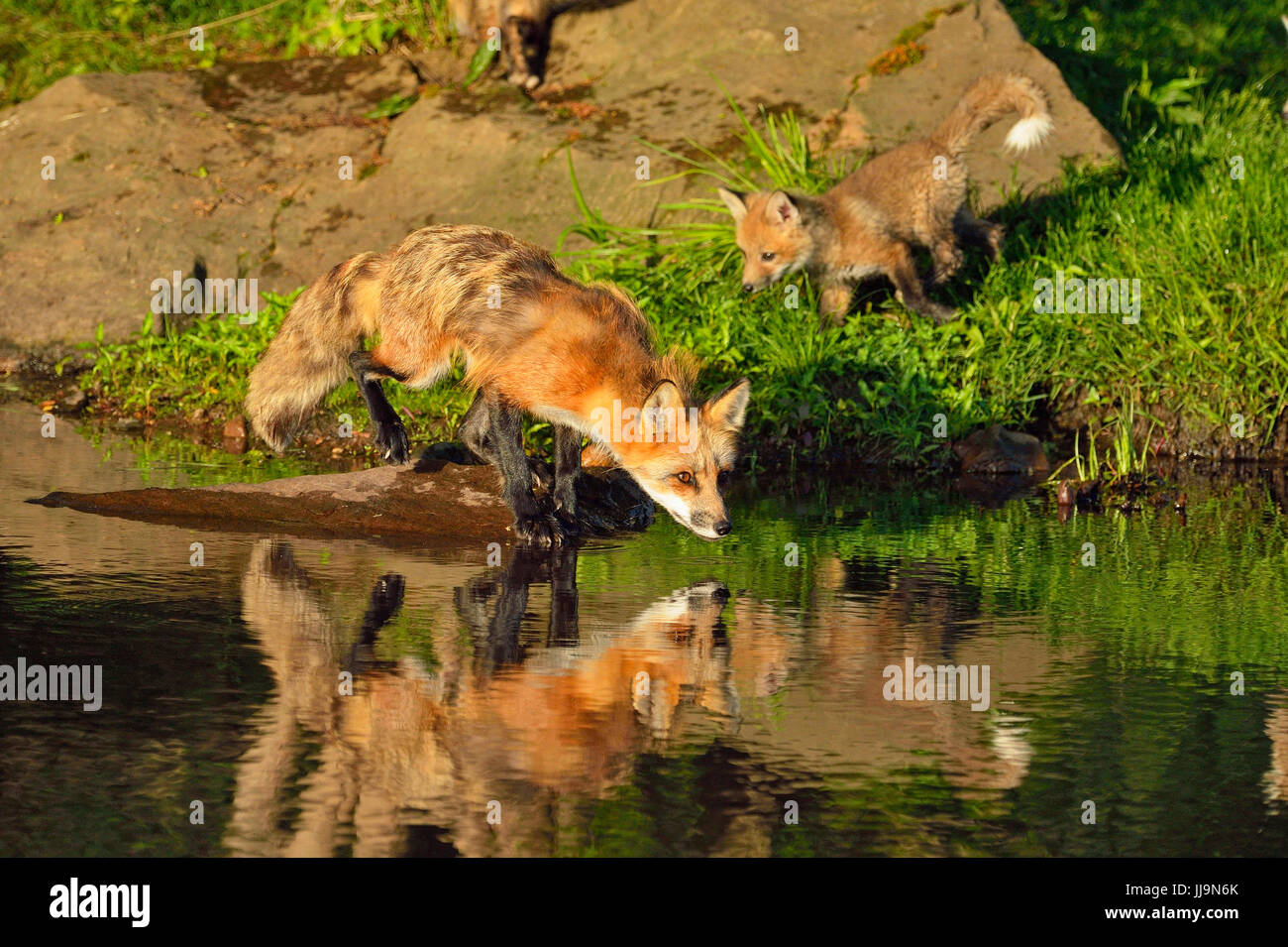 Red fox (Vulpes vulpes) captive raised adult and kits, Minnesota ...