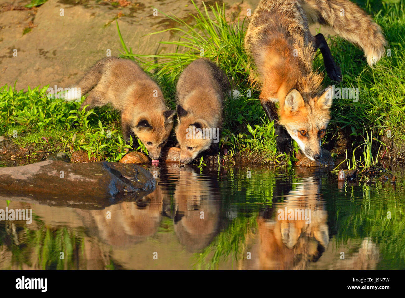 Red fox (Vulpes vulpes) captive raised adult and kits, Minnesota ...