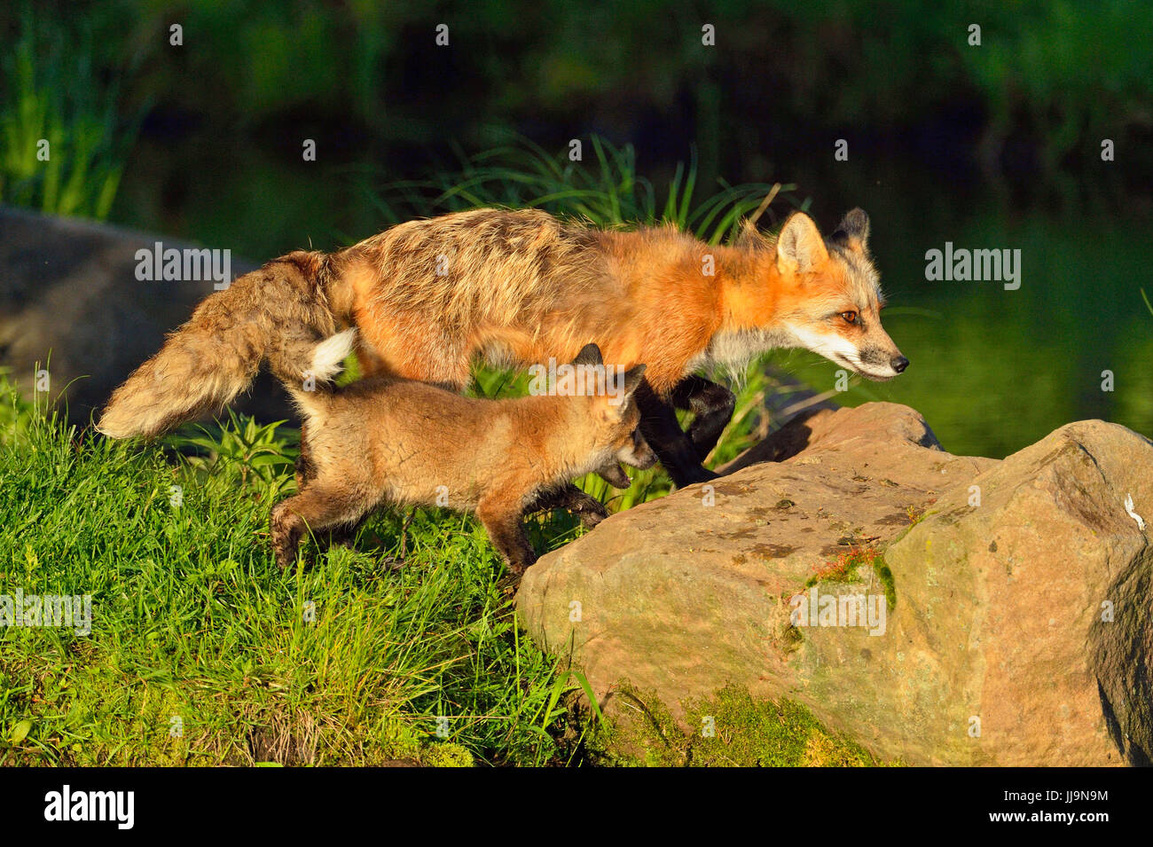 Red fox (Vulpes vulpes) captive raised adult and kits, Minnesota ...