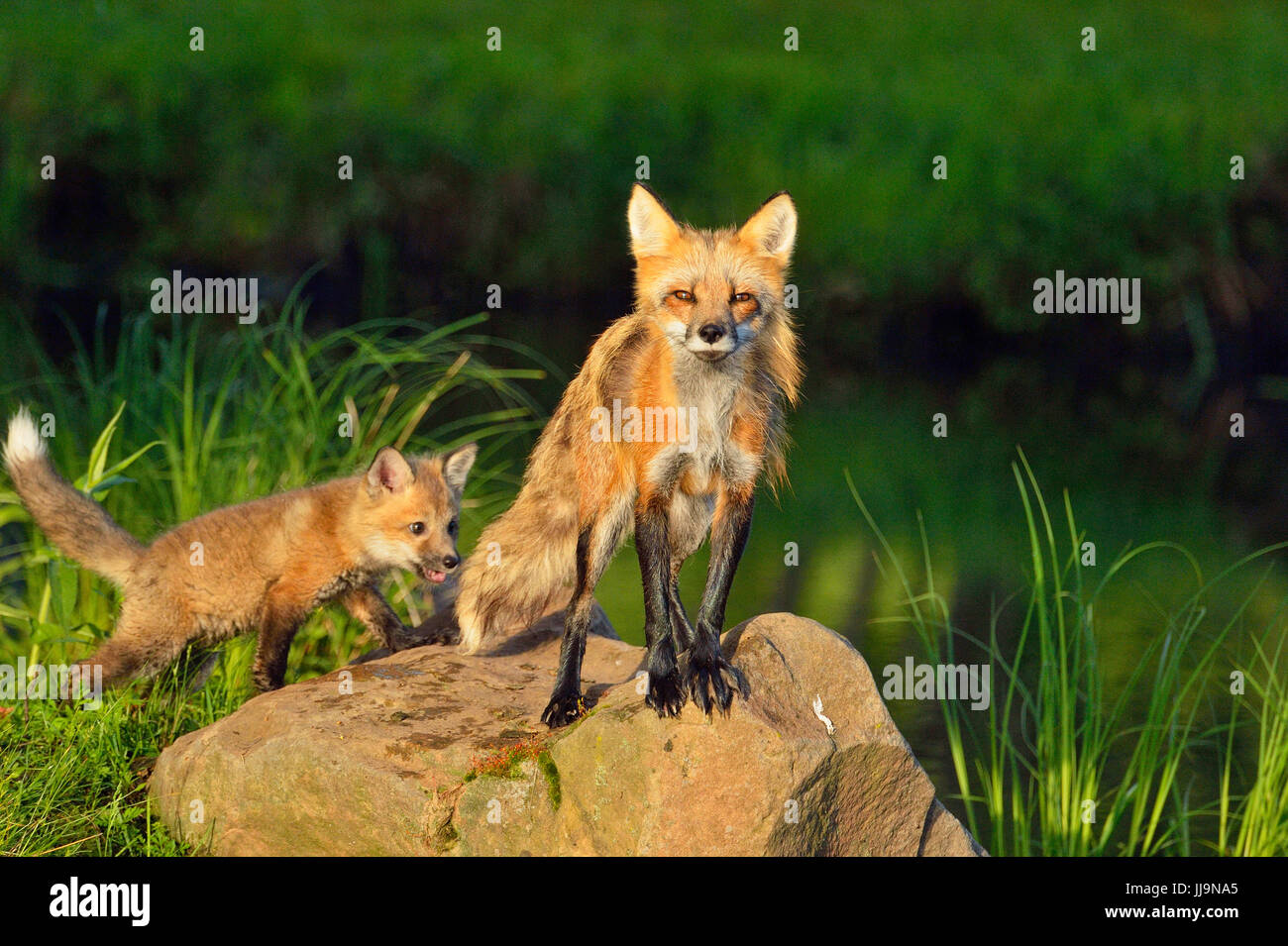 Red fox (Vulpes vulpes) captive raised adult and kits, Minnesota ...
