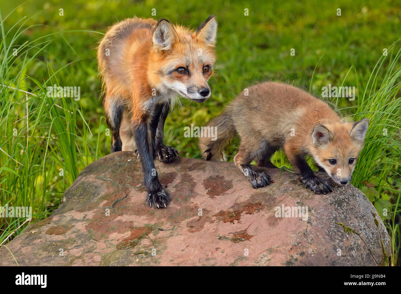 Red fox (Vulpes vulpes) captive raised adult and kits, Minnesota ...